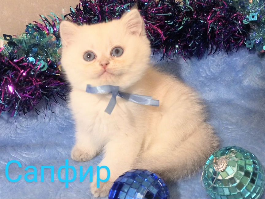 Британские шиншиллы котята