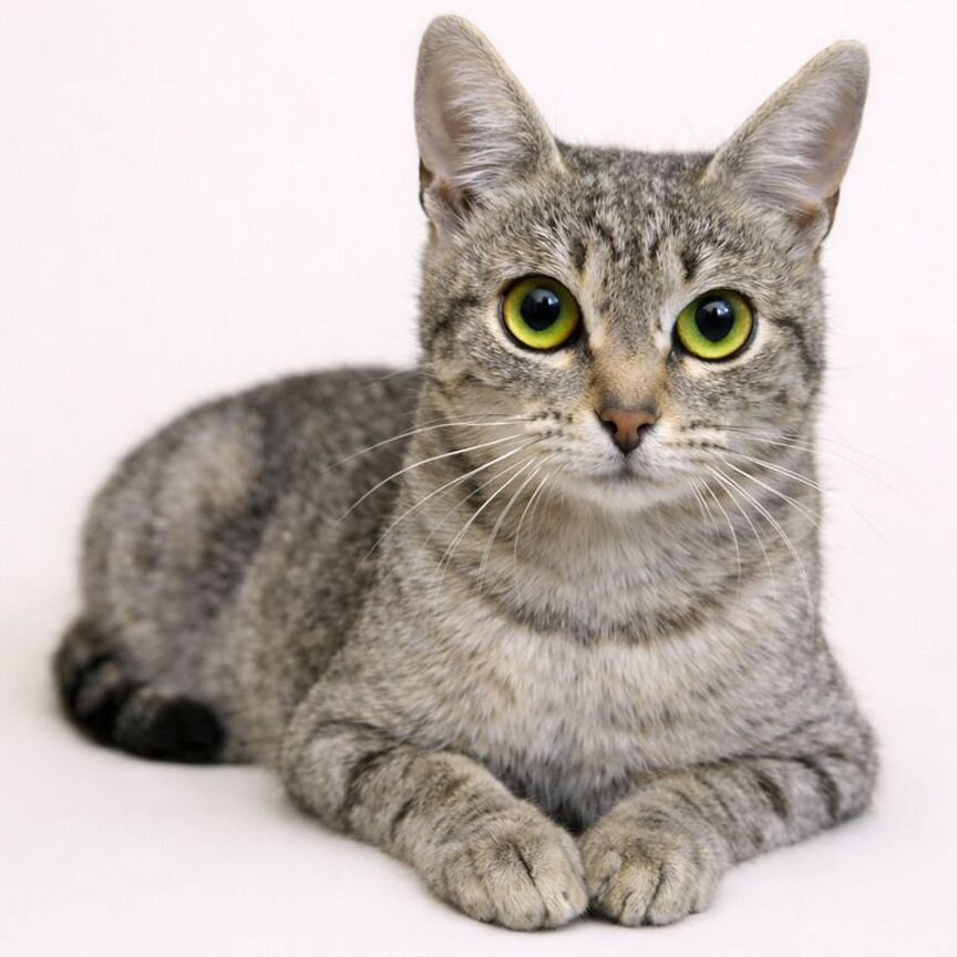 Взрослая, кошка в добрые руки