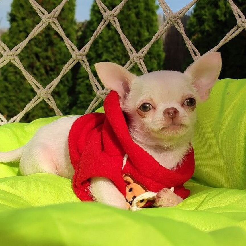 Чихуахуа Крошик