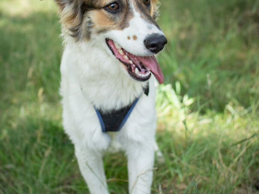 Элвис ищет свой дом