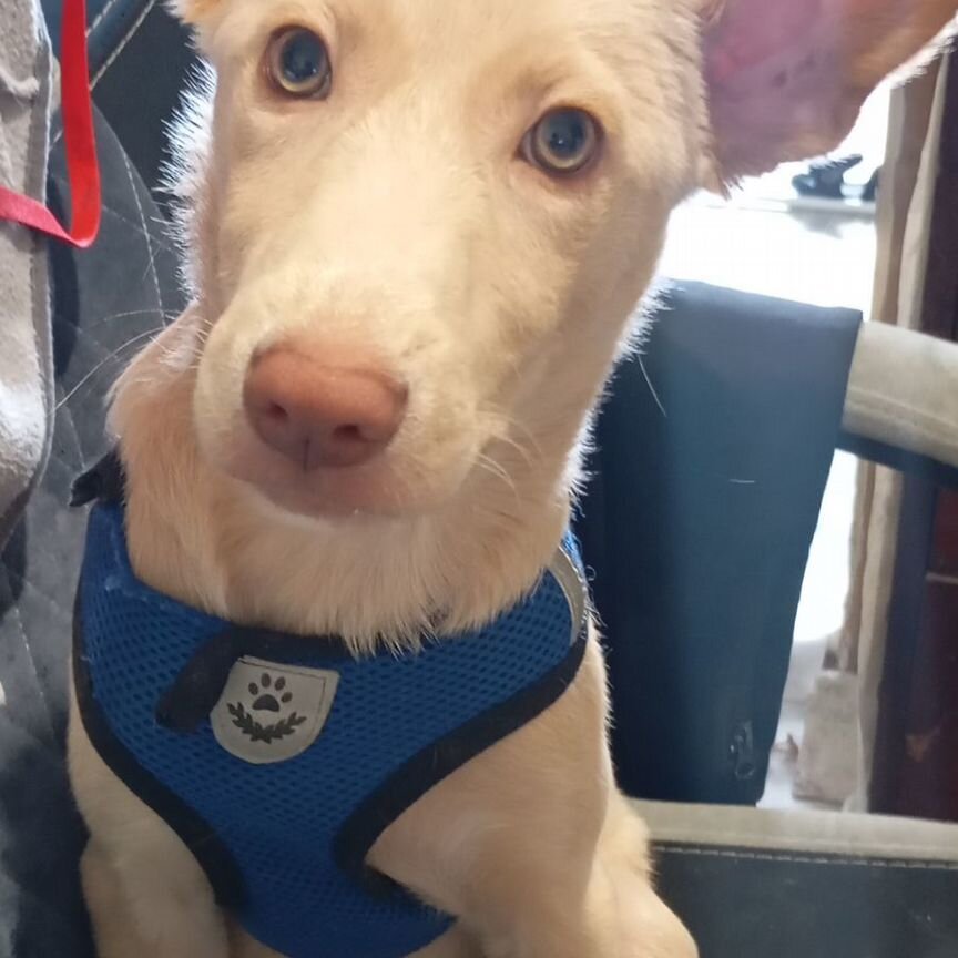 Щенок 4 месяца