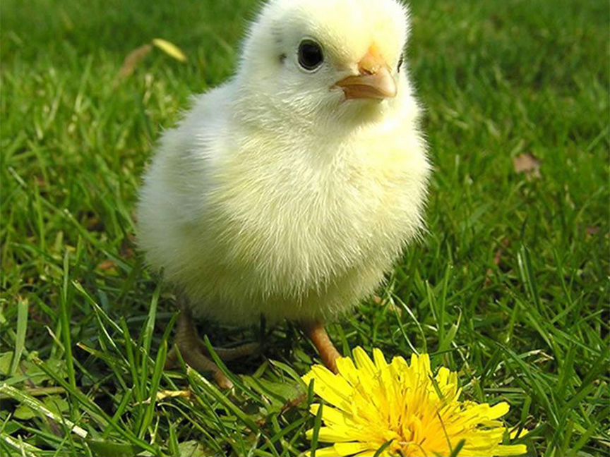 Бролерные цыплята