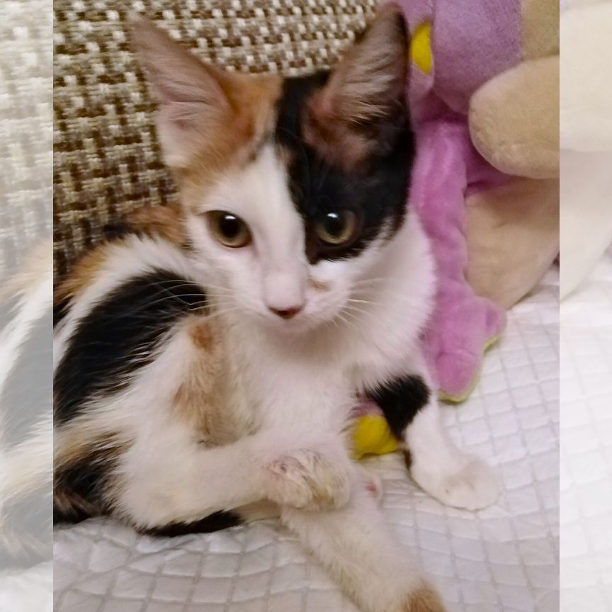 Котёнок в добрые руки