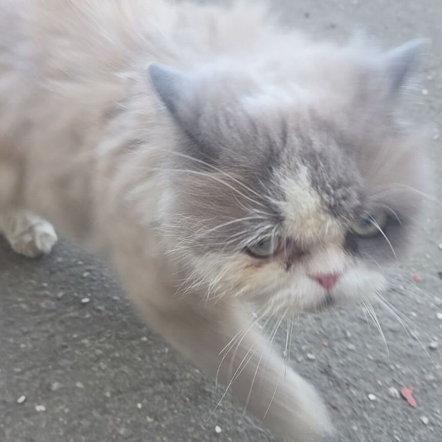 Персидский, взрослый кот