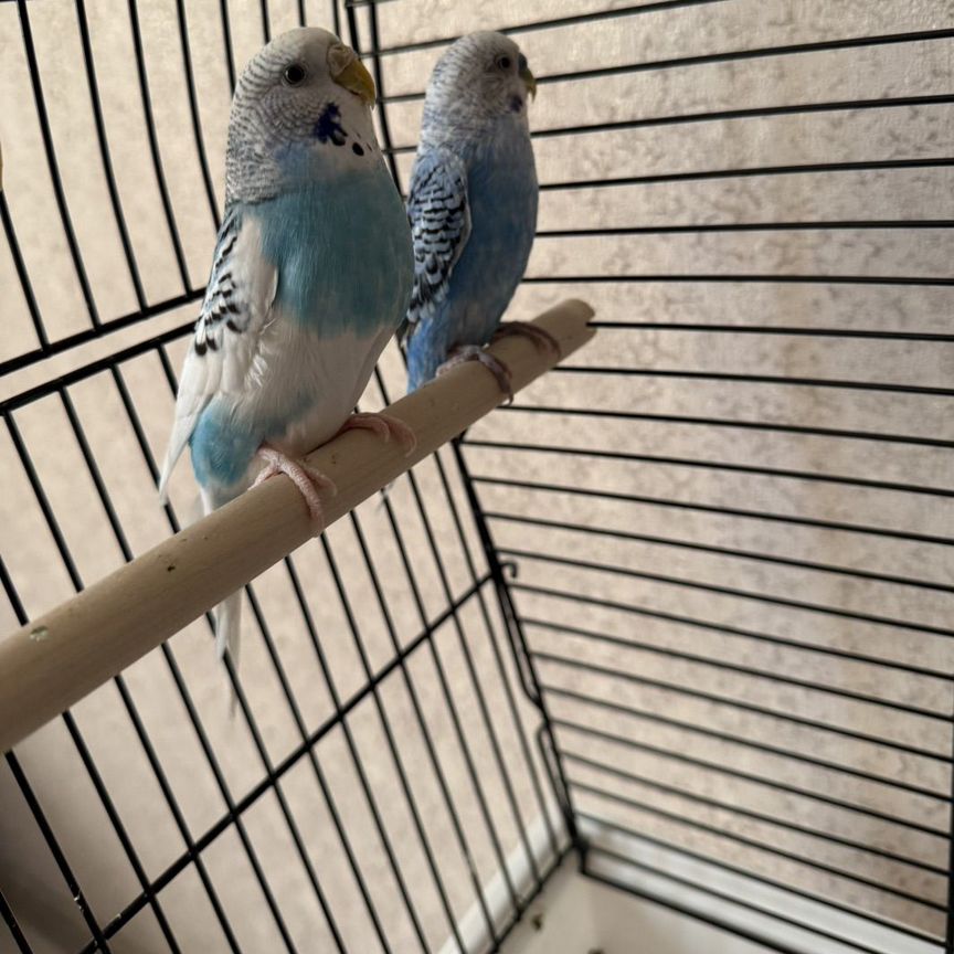 Волнистый попугай, мальчик и девочка