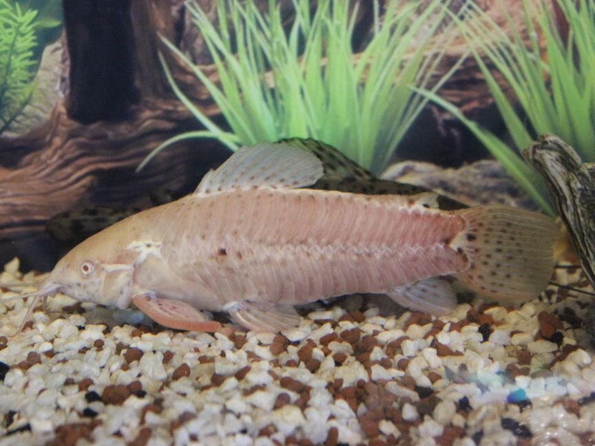 Рыбки Сомики торакатум 2 штуки бесплатно