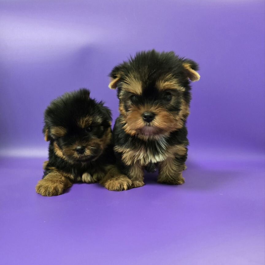 Йоркширский терьер щенки