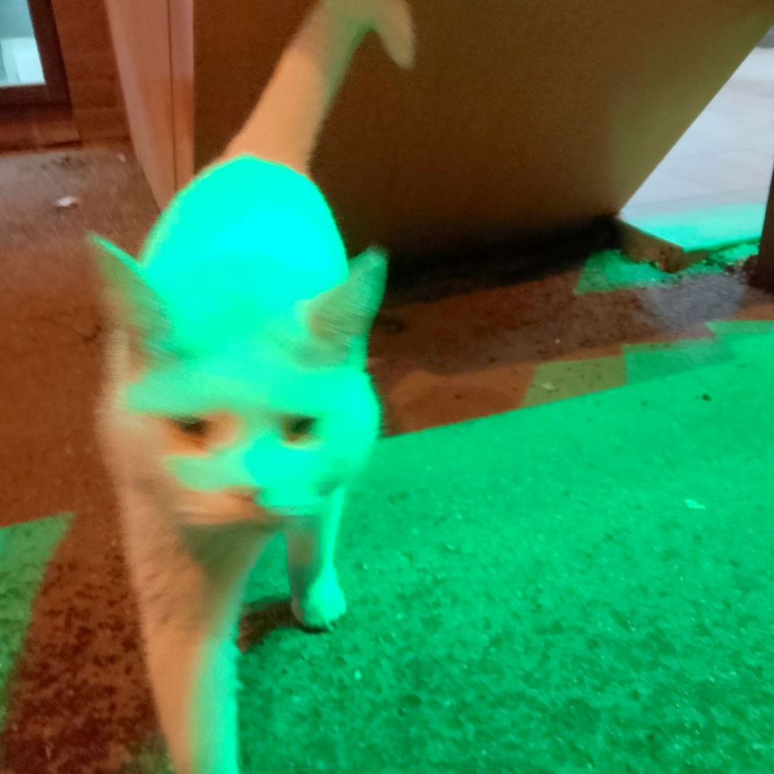 Котик
