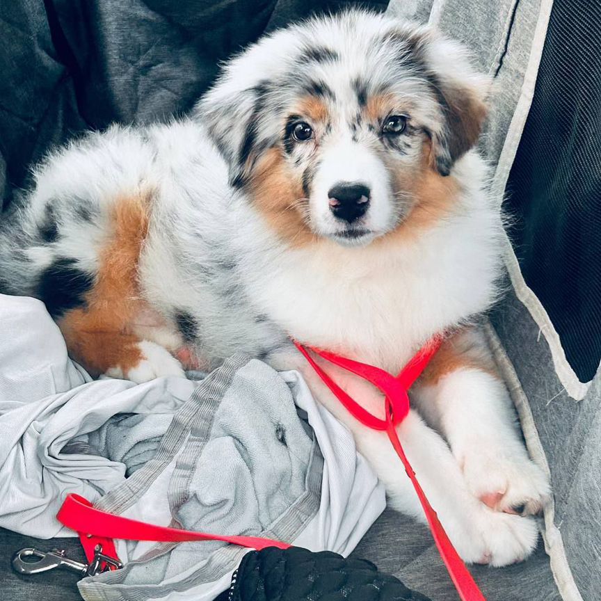 Щенок Австралийской овчарки аусси