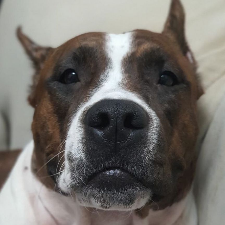 Стаффордширский терьер бесплатно