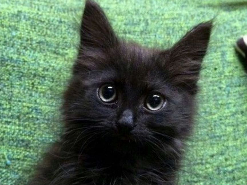 Котёнок Уголёк в добрые руки