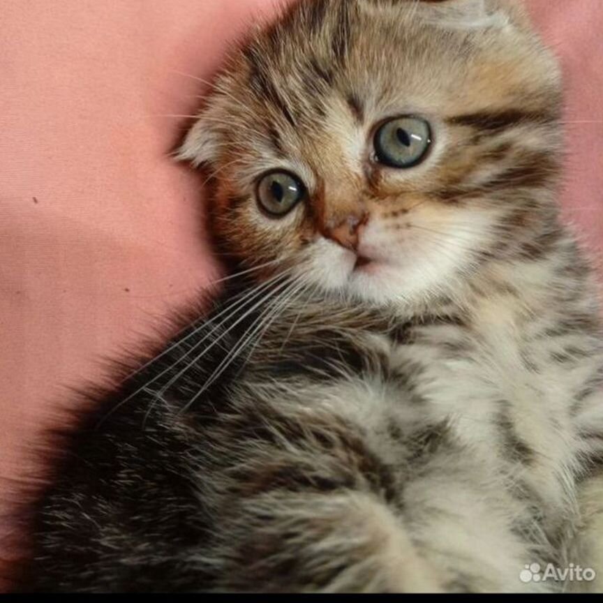 Шотландский вислоухий короткошёрстный котёнок