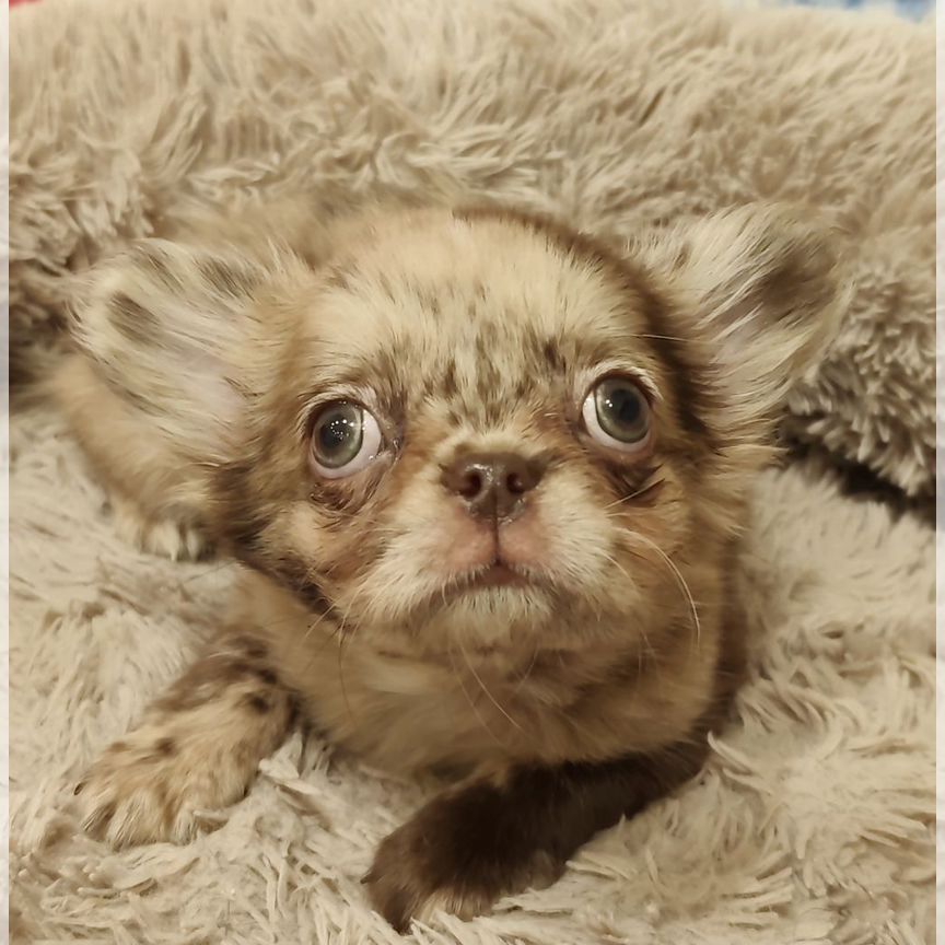 Чихуахуа, щенок