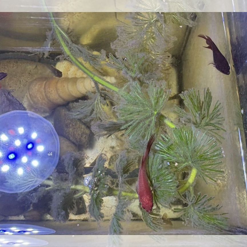 Мальки: сомики коридорасы и петушки