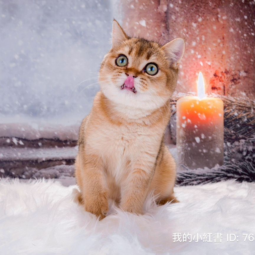 Британский котик