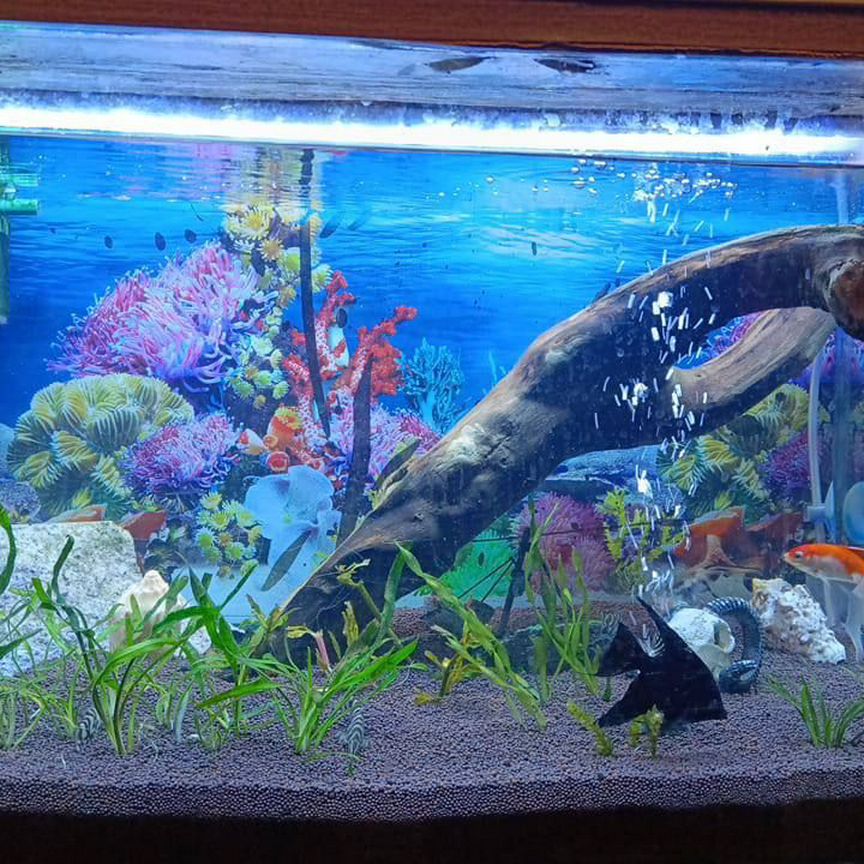 Аквариум с рыбками