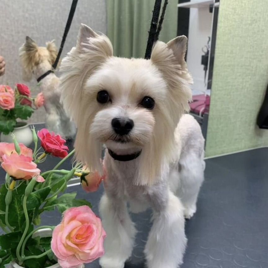 Йоркширский терьер мини