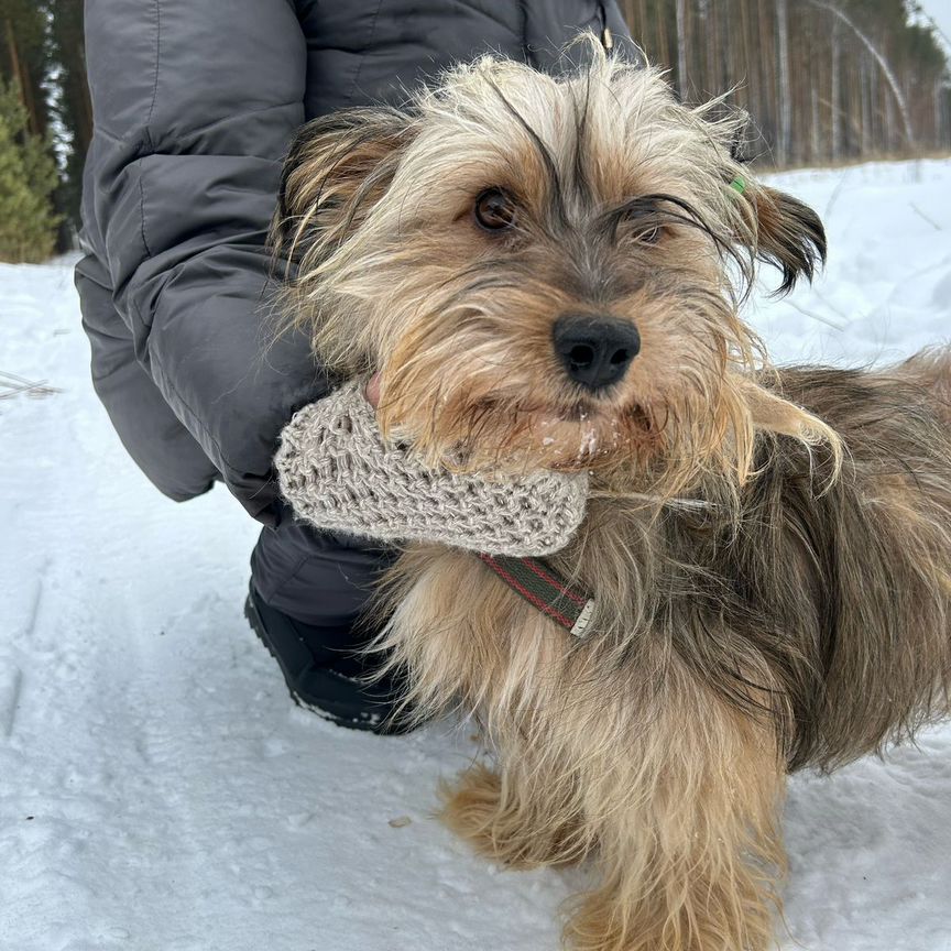 Отдам собаку в добрые руки
