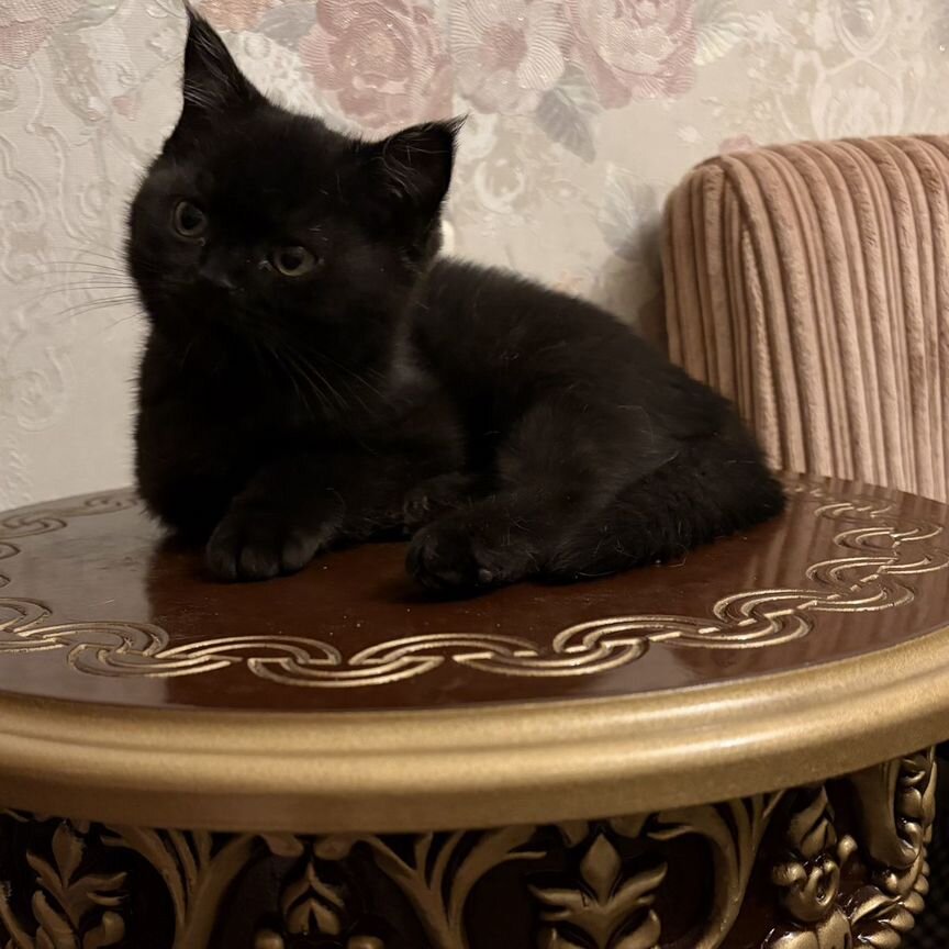 Британский короткошёрстный котёнок