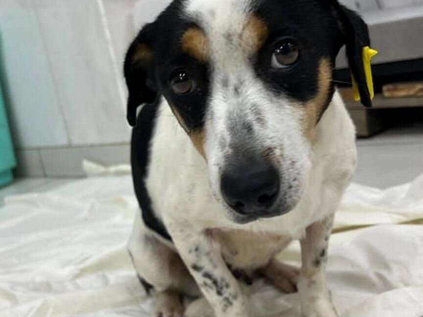 Маленькая собака ищет дом