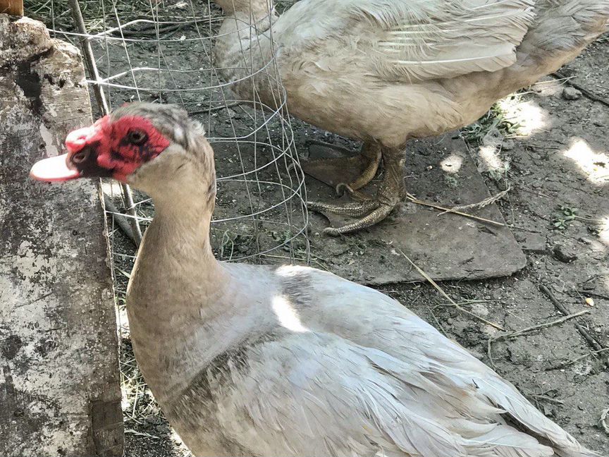 Индоутки Голубые/Лавандовые (селезни)