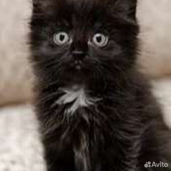 Руся в добрые руки