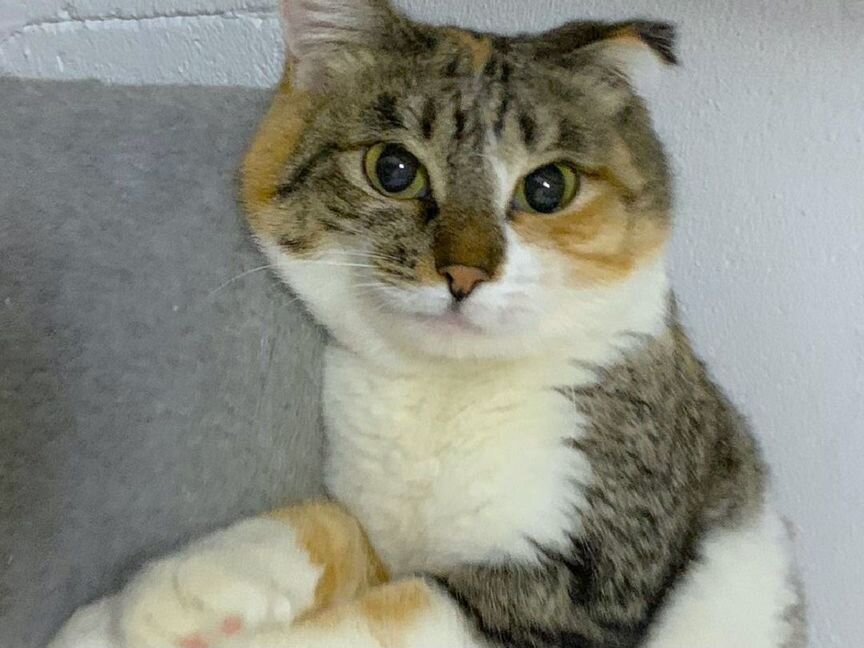 Ириска - вкусная и нежная кошечка