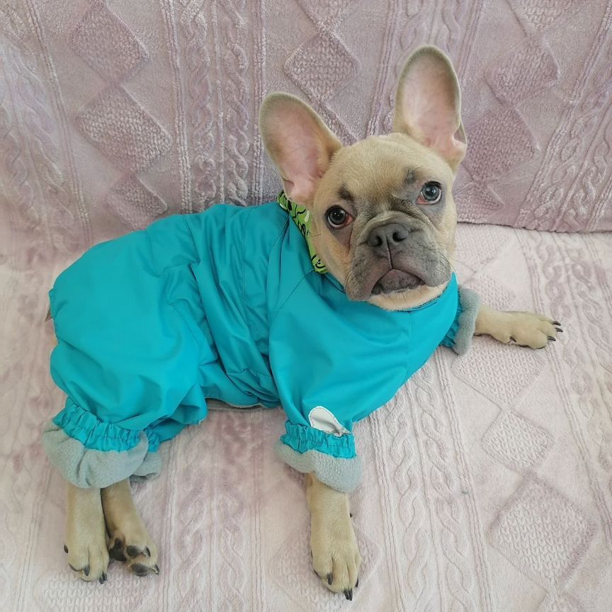 Комбинезон для средней собаки б/у