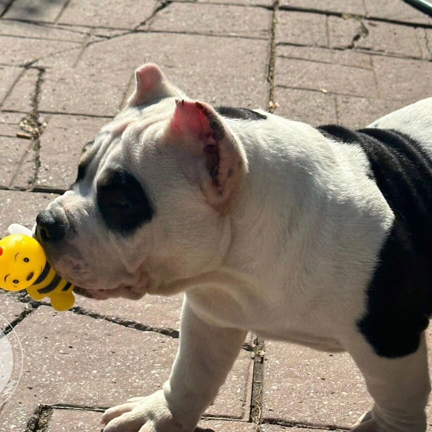 Щенок Американский Булли