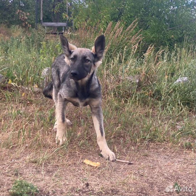 Девочка Найда,4 мес. Живёт на передержке