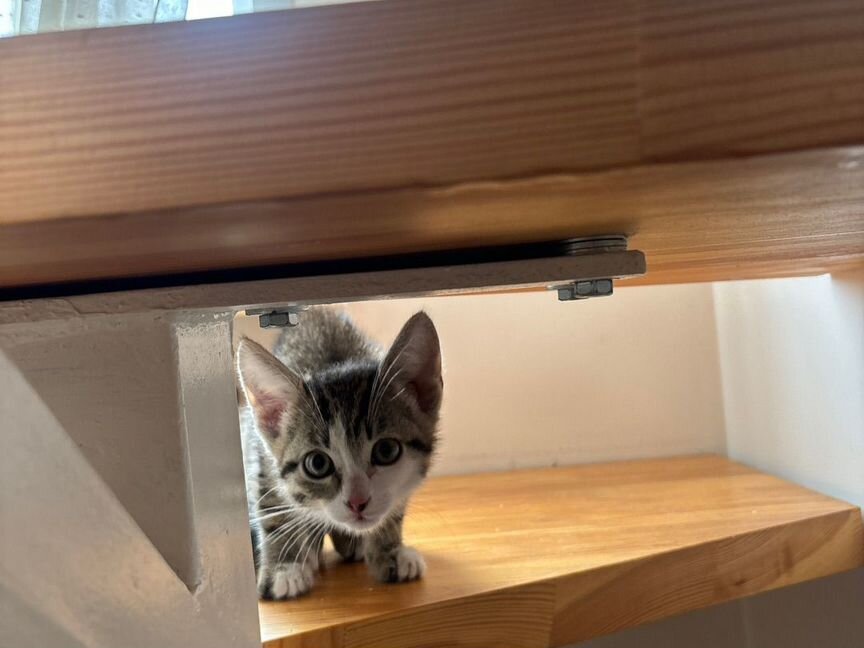 Котенок с поспортом