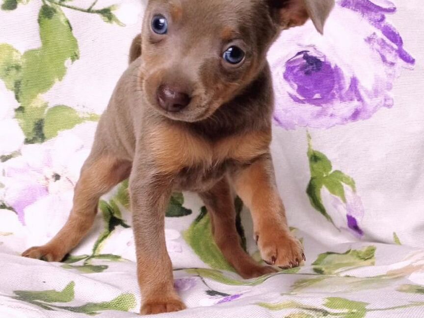 Той малыш лиловый чудо Оленёнок