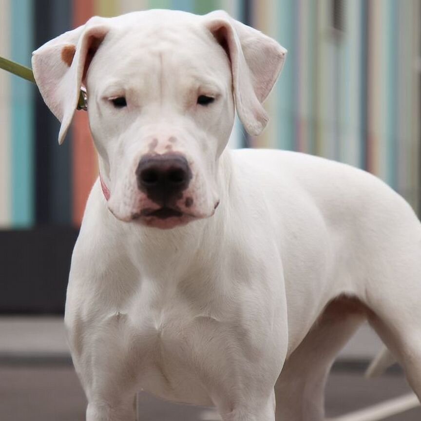 Щенки аргентинского дога