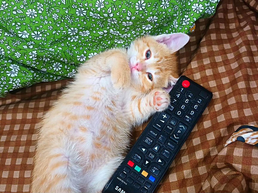 Котенок мальчик 1.5 мес