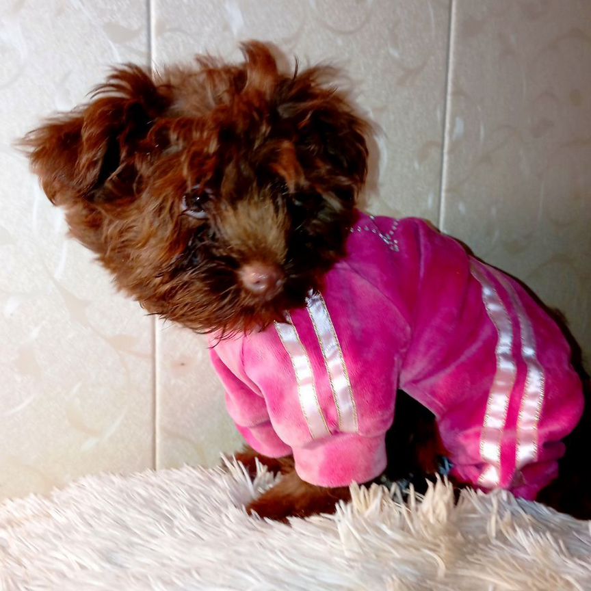 Мальтипу, щенок