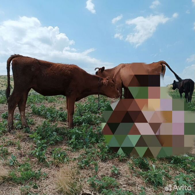 Телята телочки
