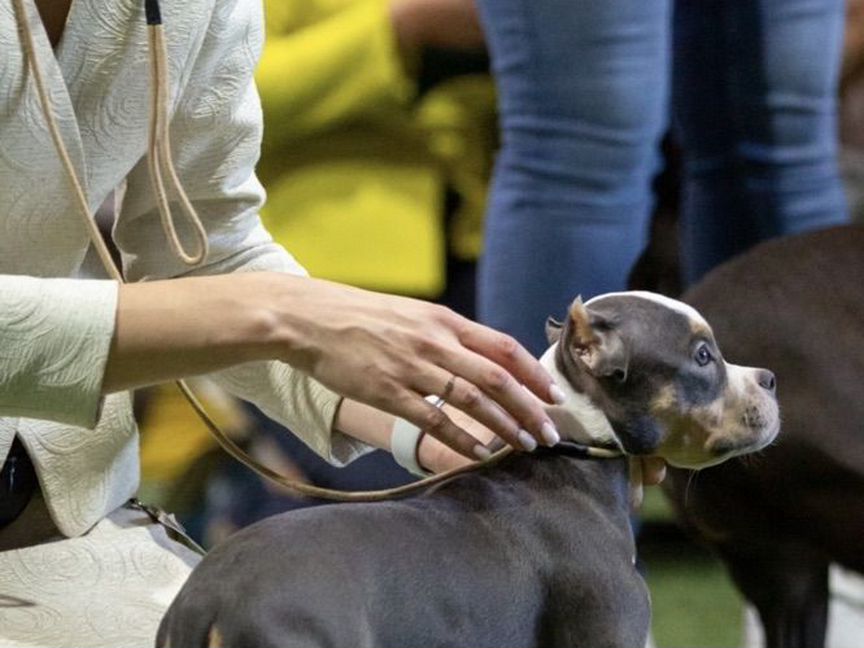 Американский булли покет