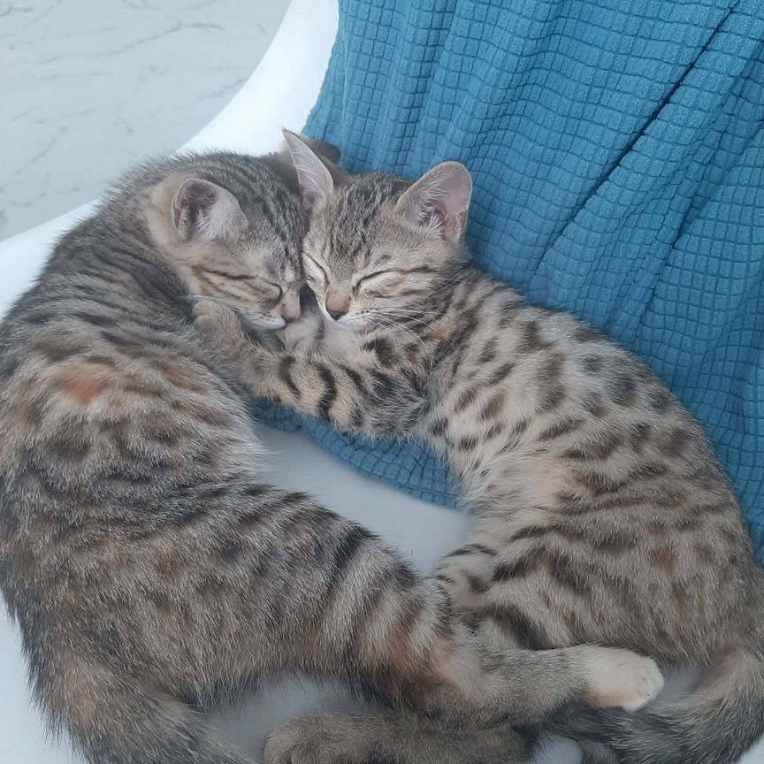 Бенгальская