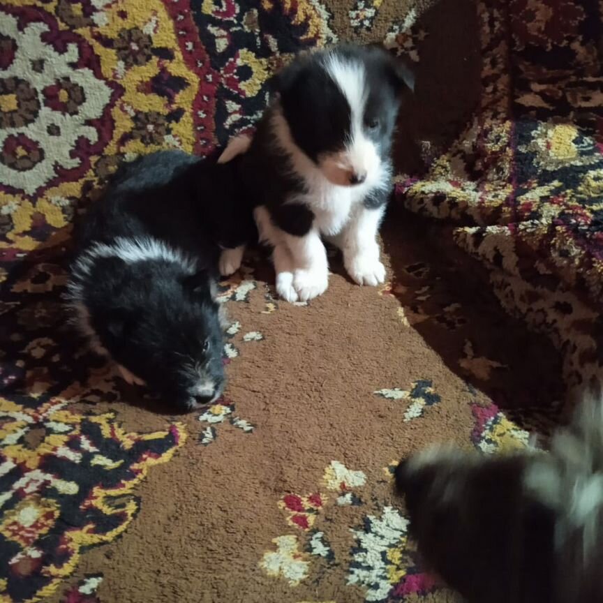 2 щеночка в добрые руки