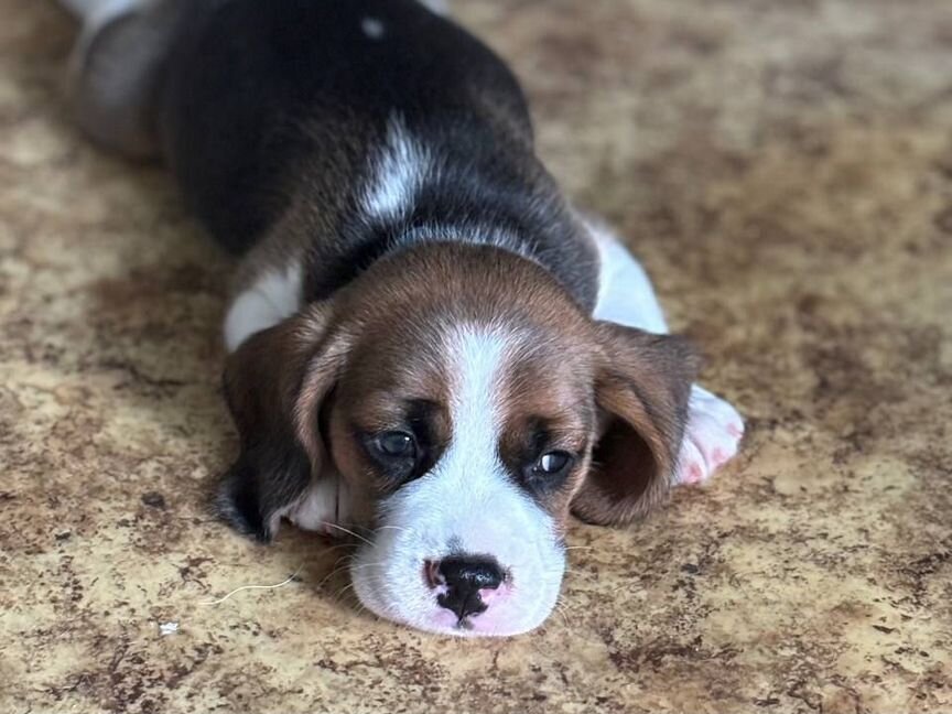 Щенки бигля