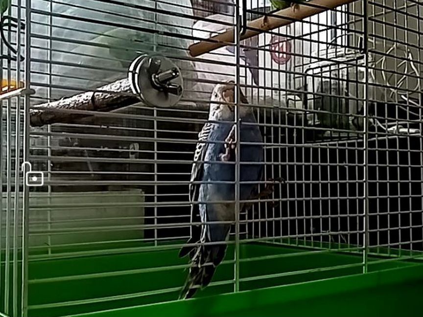 Волнистый попугай самка
