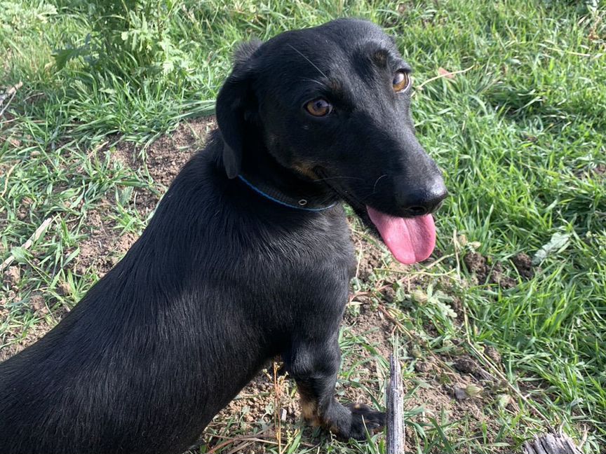 Такса ищет дом