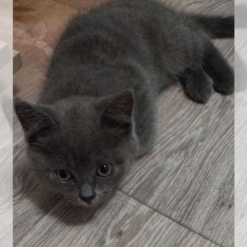Котенок девочка серая