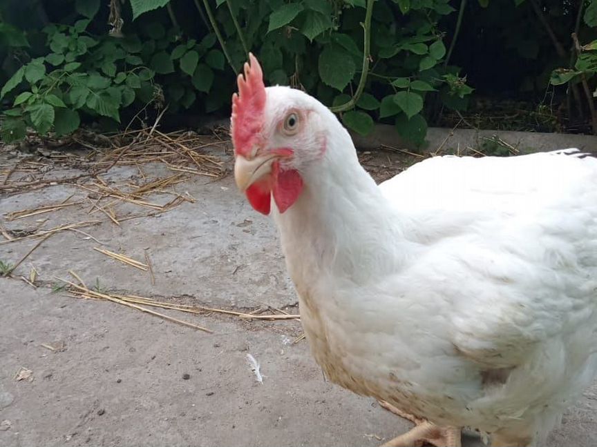 Продам живым весом бройлера