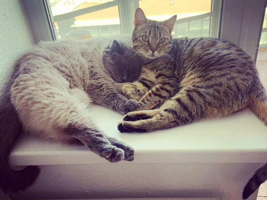 Коты