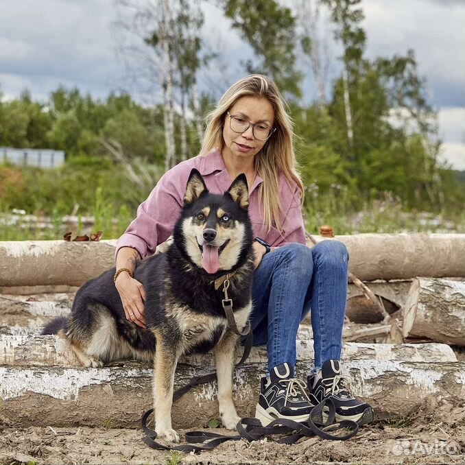 Симка, метис хаски, в дар