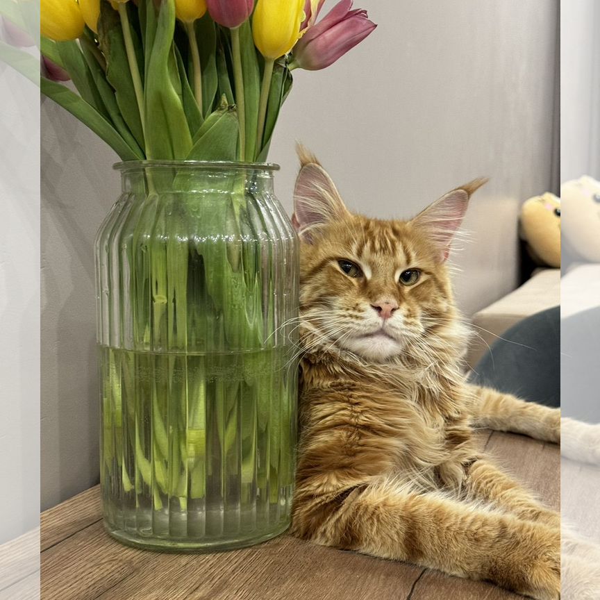 Красавец мейн-кун вязка