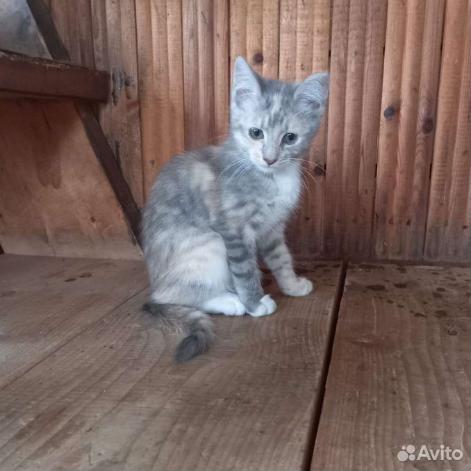 В срочном порядке нужен дом