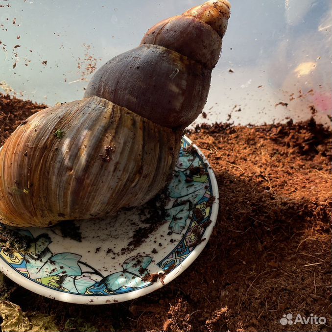 Улитки ахатины бесплатно