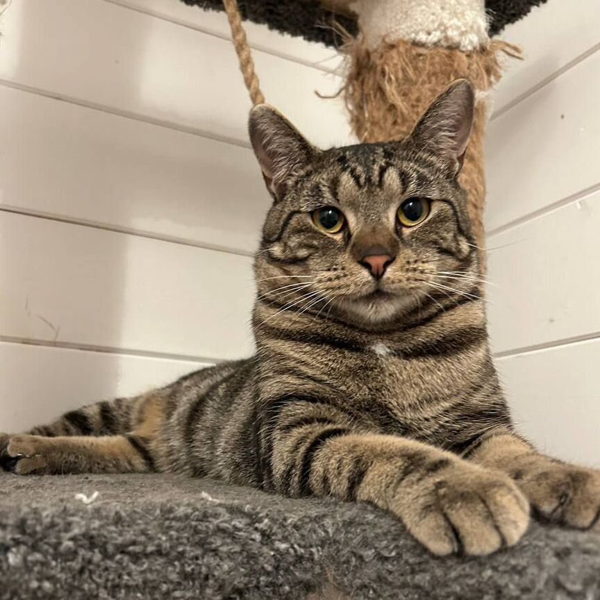 Взрослый кот в добрые руки